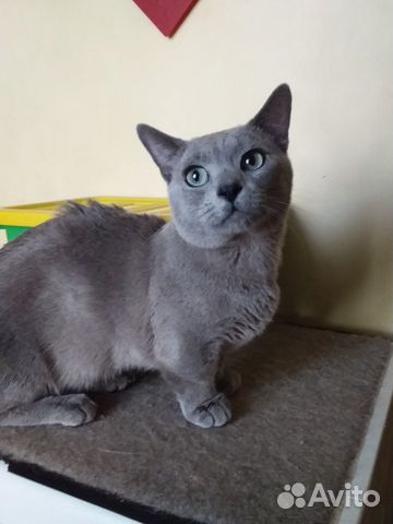 Котик (коротколапик)