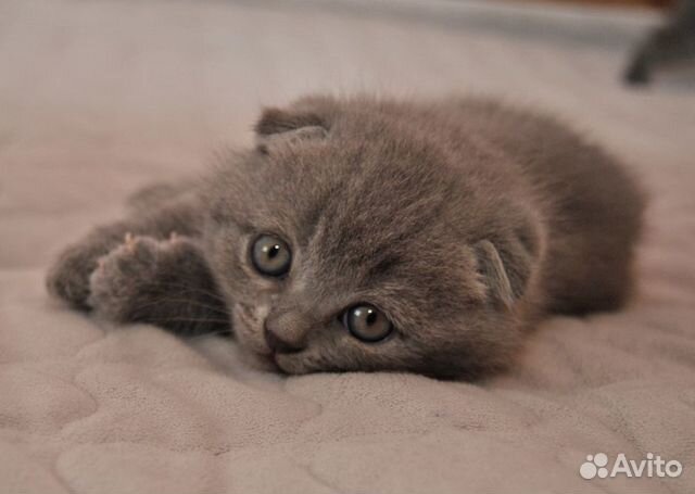 Вислоухие Шотландские котята