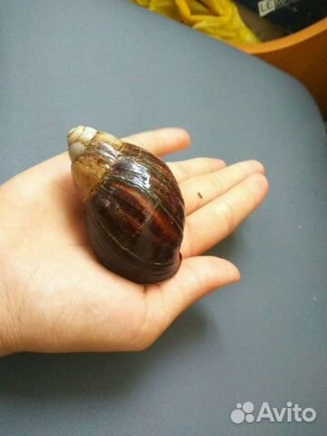 Улитка иммакулята