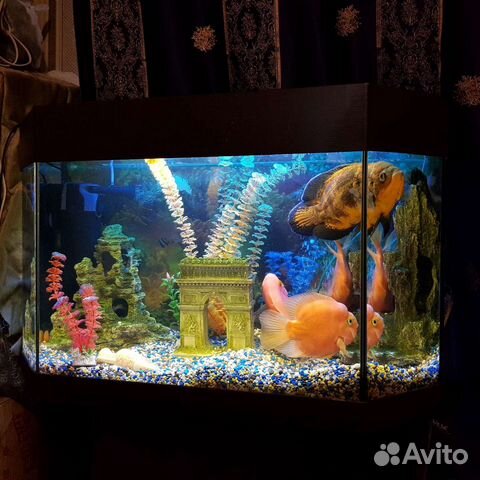 Аквариум с тумбой и рыбами