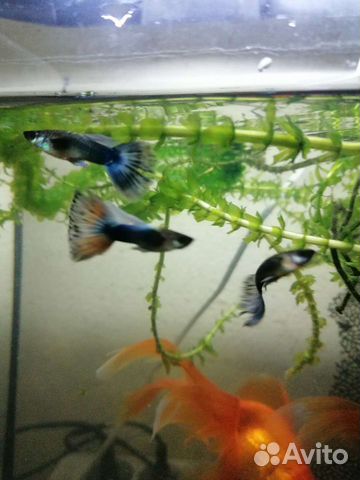 Рыбки гуппи самцы