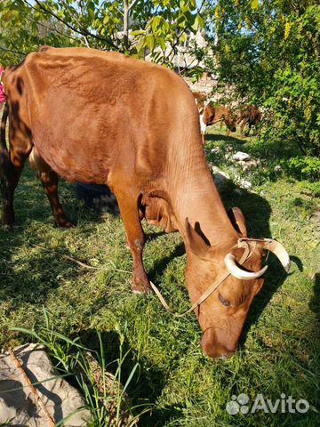 Корова дойная