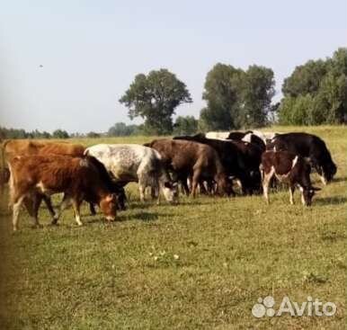 Бычки и телки