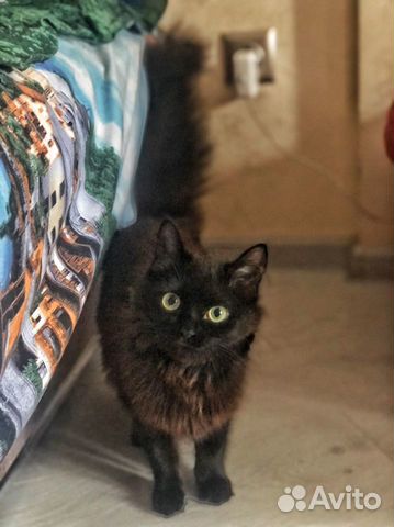 Котята бесплатно