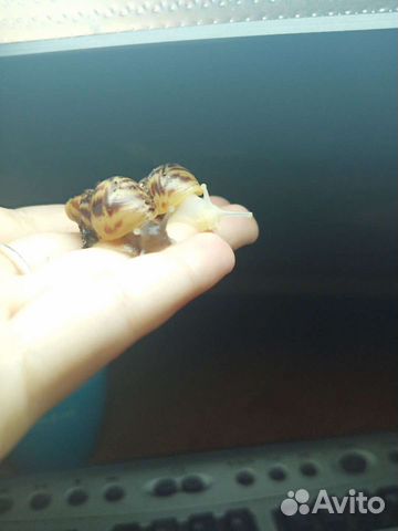 Маленькие улиточки ахатин