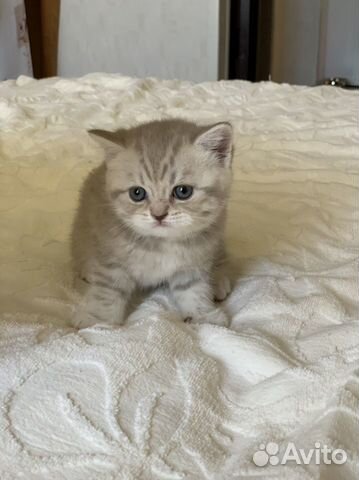 Британские котята