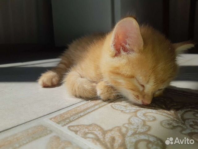 Котята от шотландского котика и дворовой кошечки
