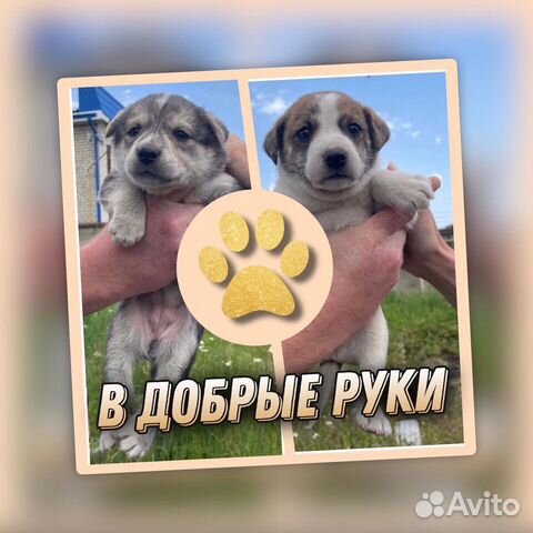 Милые комочки в добрые руки
