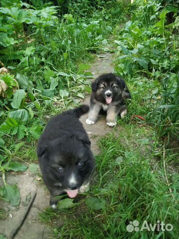 Щенки в добрые руки