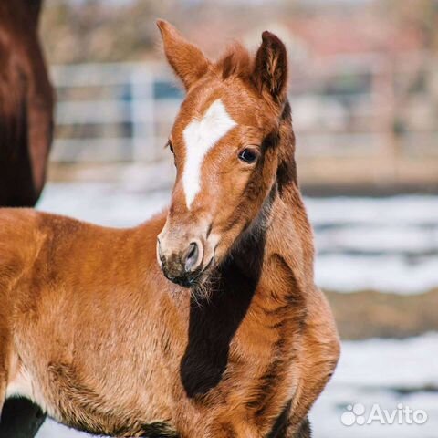 Ганноверская кобыла 2021г.р
