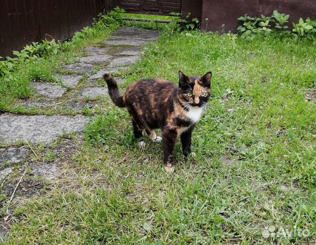 Кошечка в добрые руки