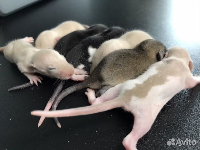 Крысята дамбо. Крыса. Доставка