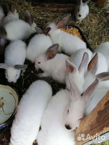 Калифорнийские кролики