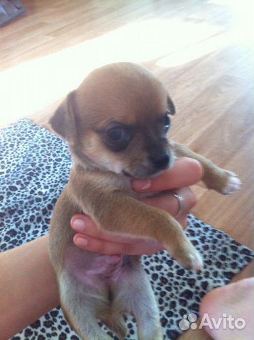 Милые чихуашки