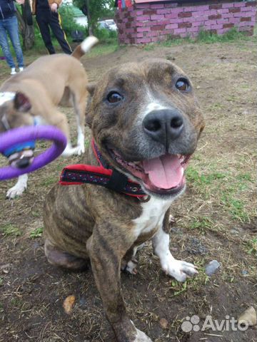 В добрые руки