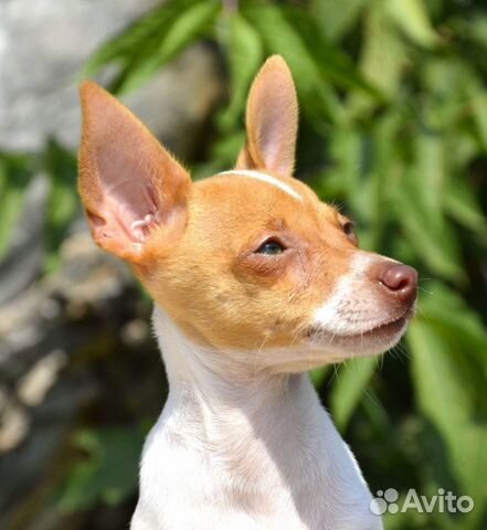 Щенок Той-фокстерьера