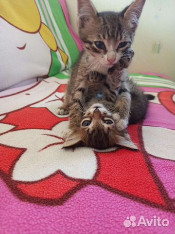 Котята в добрые руки бесплатно