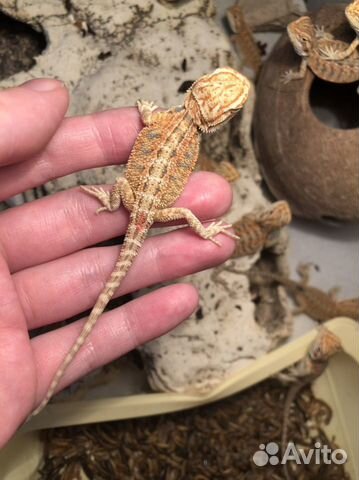 Бородатая агама детеныши