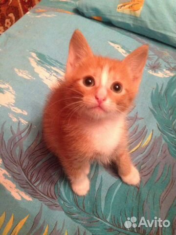 Котята рыжие мальчики 2мес метисы
