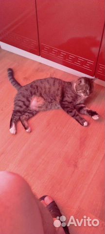 Кот (мышелов ) в добрые руки