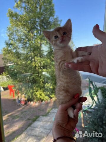 Рыжий котенок