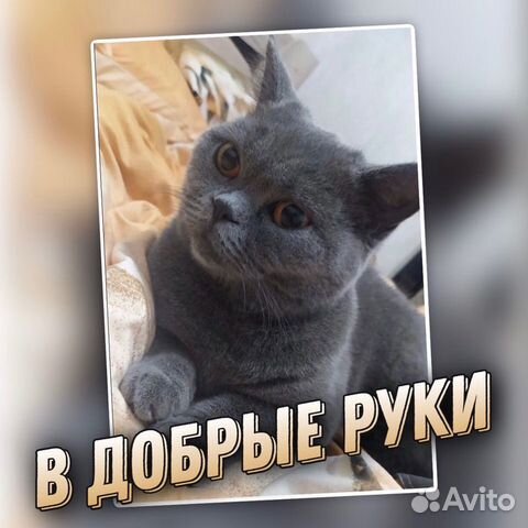 Кошка-Британка в добрые руки