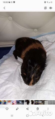 Морская свинка девочка бесплатно