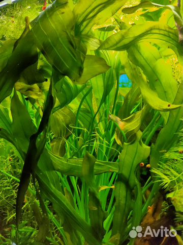 Эхинодорус рубин, огромный куст