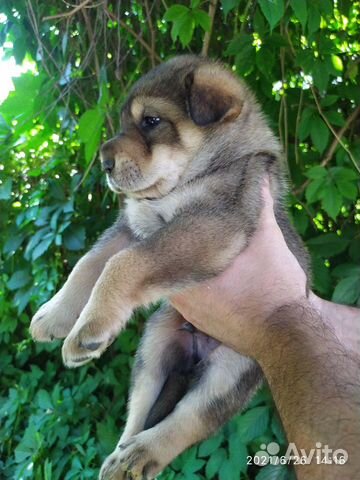 Щенки помесь с шарпеем в ответственные руки