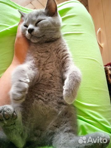 Британские котята