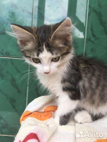 Котенок мальчик 2 месяца