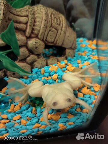 Шпорцевая лягушка