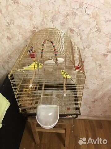 Клетка и Папугаи