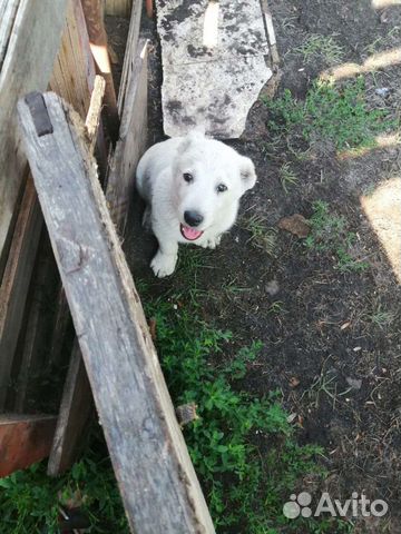 Щенки