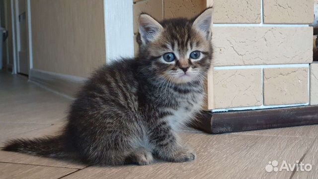 Шотландский котик