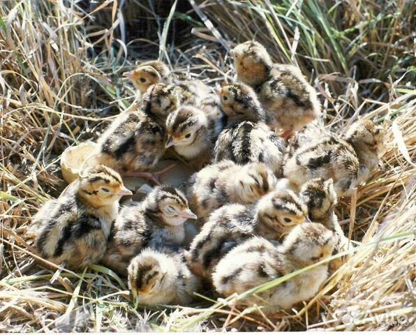 Фазаны цыплята