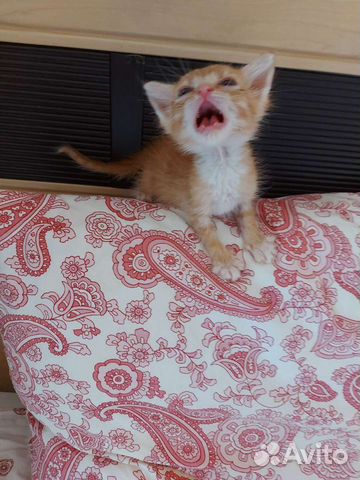 Рыжий котенок в дар 1 мес