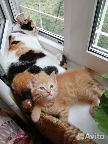 Котёнок мальчик в добрые руки