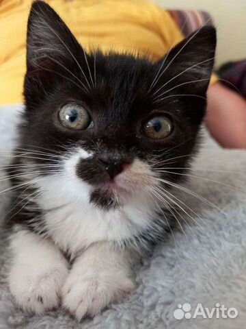 Котенок Фаня