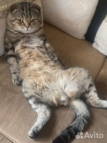 Лучший шотландец ищет кошку