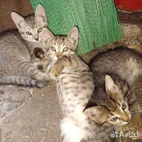 Кошка в дар