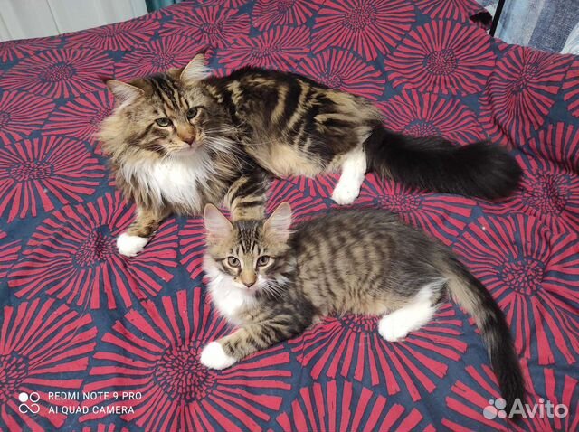 Котëнок Мэйн-Кун (метис)