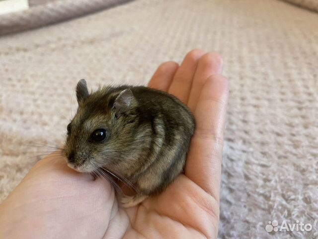 Джунгарский хомяк