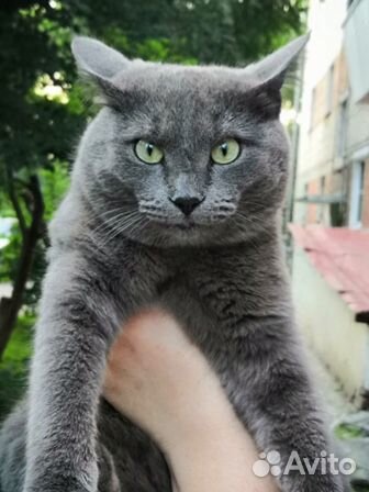 Кот молодой бесплатно