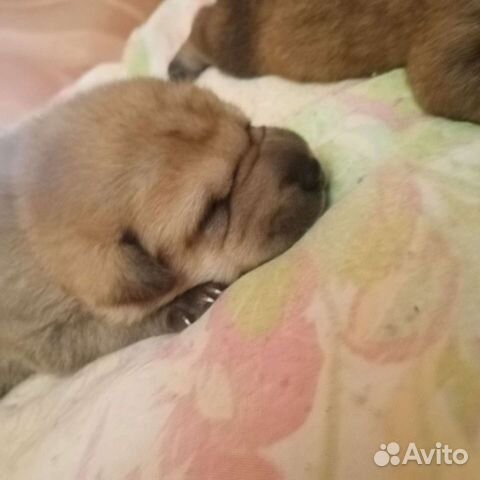 Помесь шарпей и дворняшка