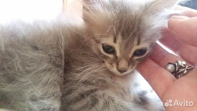 Котенок-пушинка