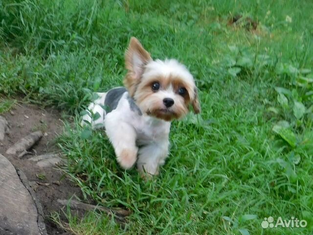 Бони-взрослая девочка бивера 7 лет