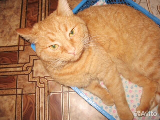 Рыжий молоденький котик из приюта ищет дом