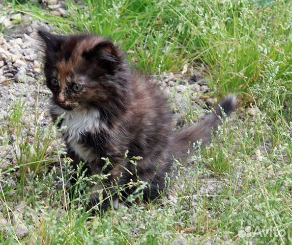 От домашних котят избавились, малыши ищут дом