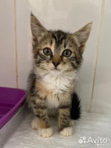 Котенок Лапочка ищет дом